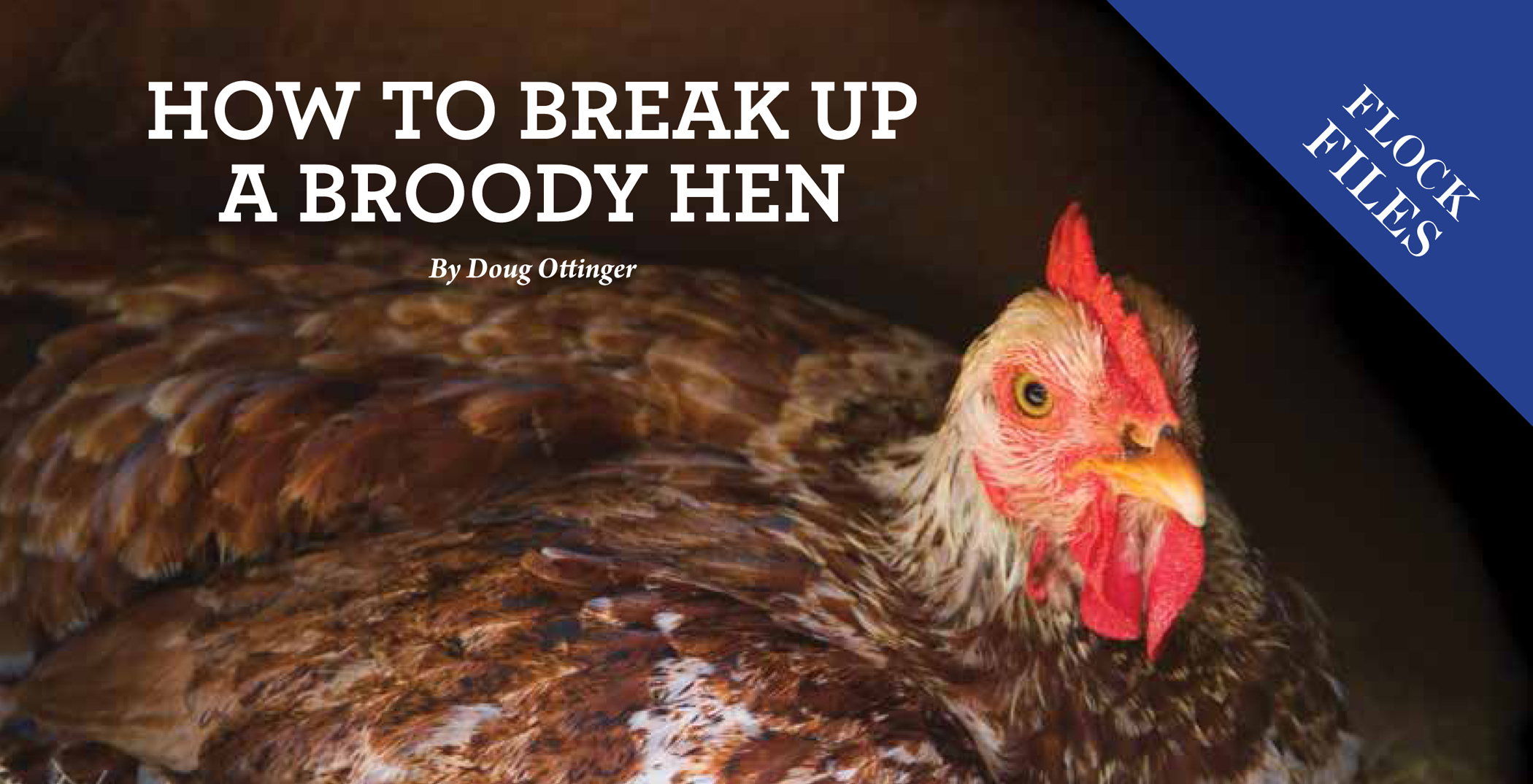 How to Break Up a Broody Hen - Backyard Poultry